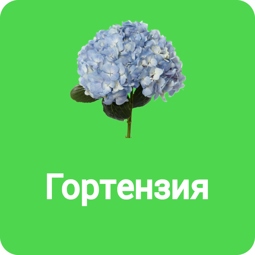 Новости - Блог :: Растения :: Гортензии